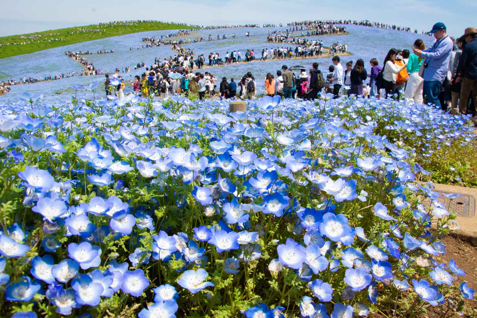 Hitachi Seaside Park in the Ibaraki Prefecture | Travel to Japan from ...